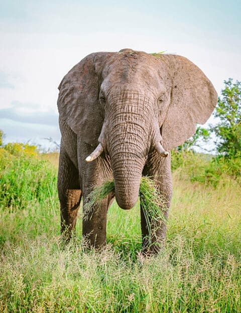 Luxury Safari Getaways | Luxury Holiday Experiences | Thanda