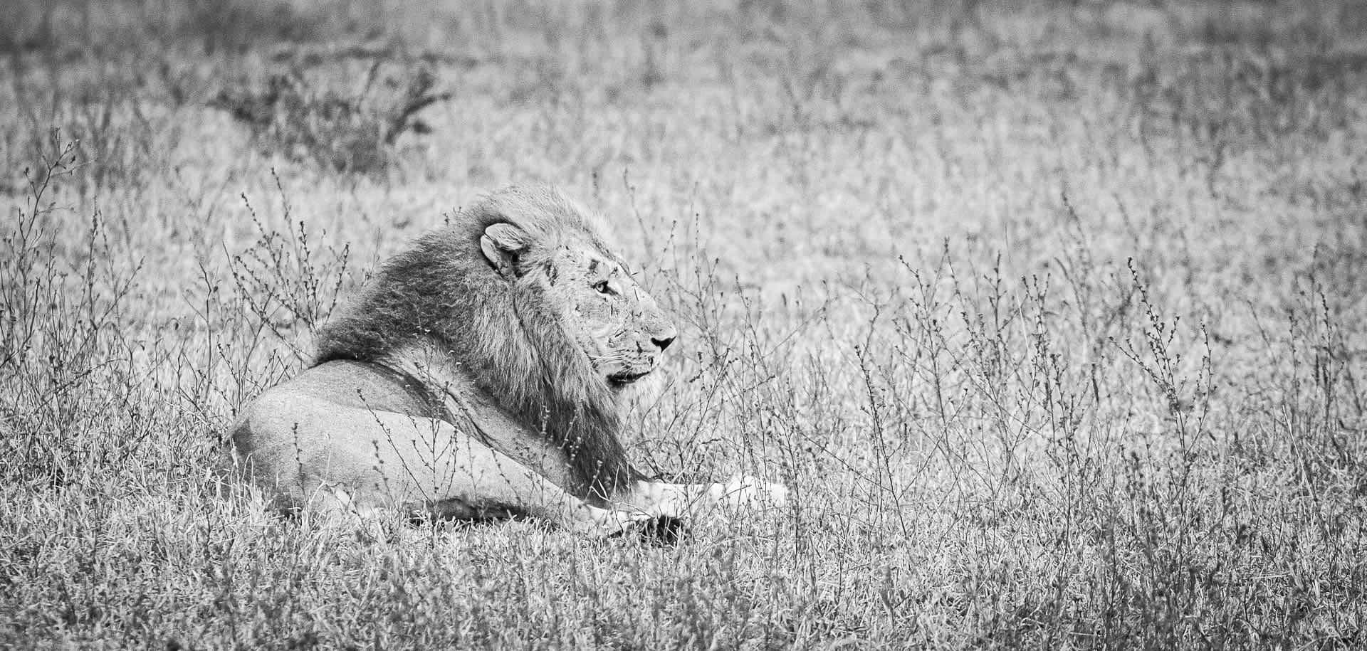 Looking Forward - Thanda