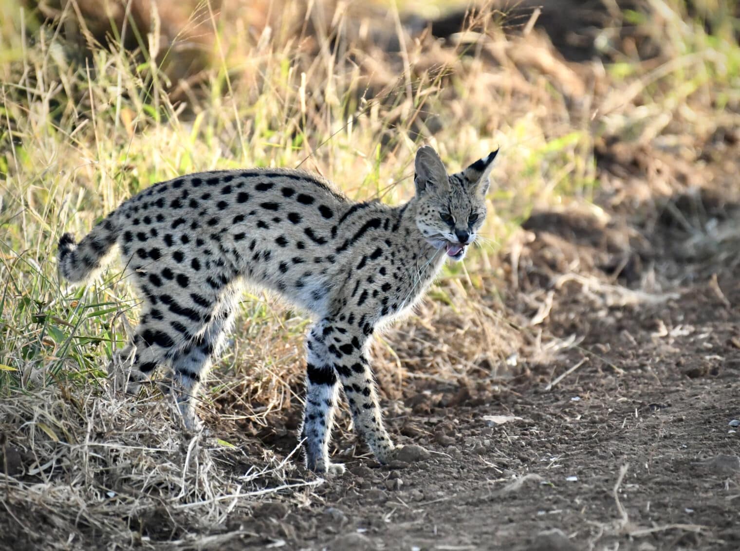 The Serval: Nature’s Feline Acrobat | Thanda