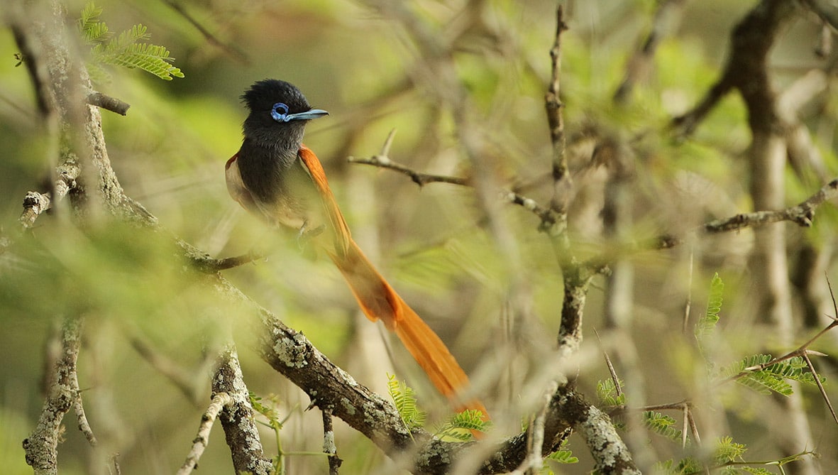 Birdwatching - Thanda