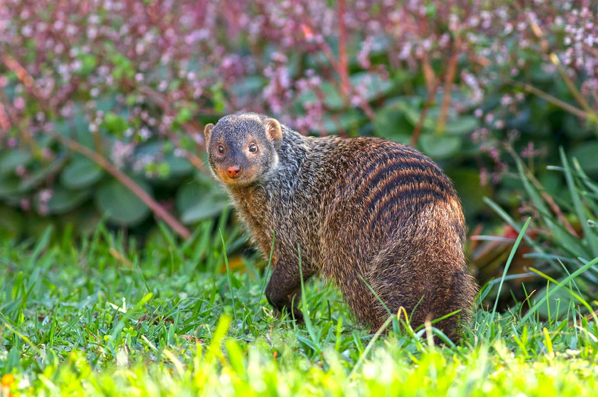 Banded Mongoose - Thanda